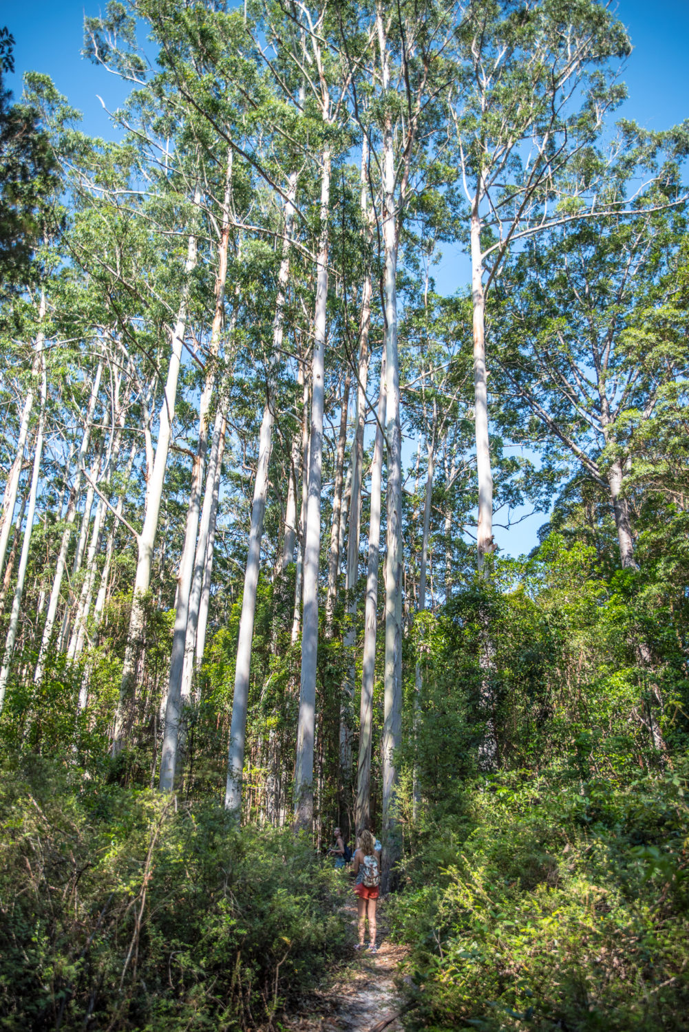 3 Days on Fraser Island: Beaches, Lakes, and Bumpy Rides