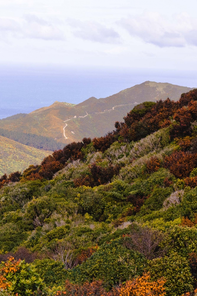 The Perfect Wellington Day Trip For Wine and Photography Lovers