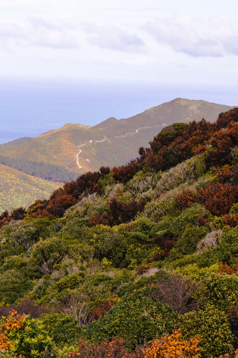 The Perfect Wellington Day Trip For Wine and Photography Lovers